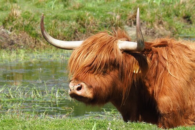 Glenfinnan Viaduct & the Great Glen Private Tour From Inverness - Enjoying the Private Tour Experience