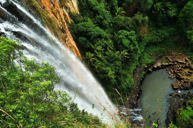 Glow Worms + Day/Night Rainforest & Waterfalls Experience - A Deep Dive into the Tour Experience