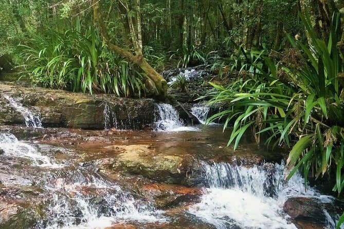 Glow Worms + Day/Night Rainforest & Waterfalls Experience - FAQ