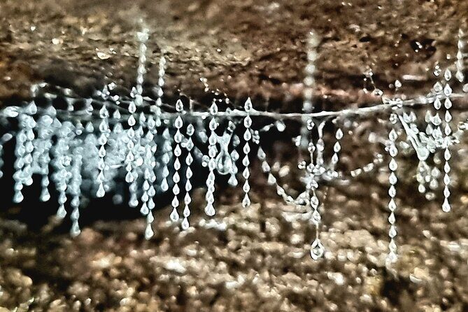 Glow Worms - Nocturnal Rainforest/Waterfall Adventure - A Deep Dive into the Nocturnal Rainforest Adventure