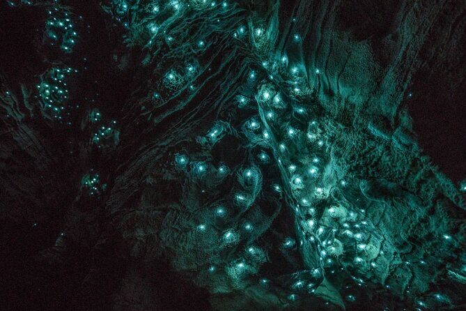 Glowworm Caves & Hamilton Gardens Day Tour from Auckland - Exploring the Journey: What to Expect