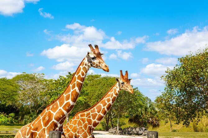 Go City: Miami Explorer Pass - Choose 2, 3, 4 or 5 Attractions - An In-Depth Look at the Miami Explorer Pass