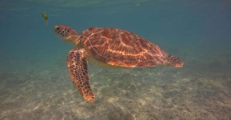 Go Pro Snorkling Trip 3 Islands. - Key Points