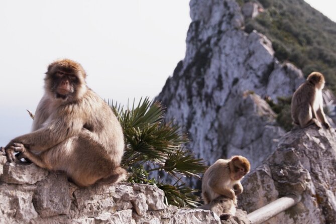 Go Tours 360° Experience in Gibraltar with Professional Guide - Who Will Benefit Most?