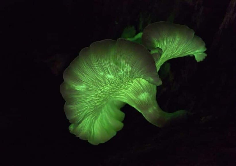 Goa: Bioluminescent Forest Night Trail with Guide - Practical Details and Tips