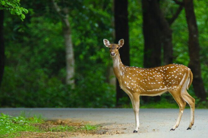 Goa to Anshi National Park, Extension to Wildlife Safari Tour - A Practical Breakdown of the Itinerary
