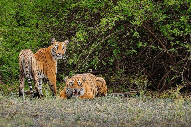 Goa to Anshi National Park, Extension to Wildlife Safari Tour - What the Reviews Say