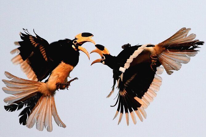 Goa to Anshi National Park, Extension to Wildlife Safari Tour - Who Is This Tour Best For?