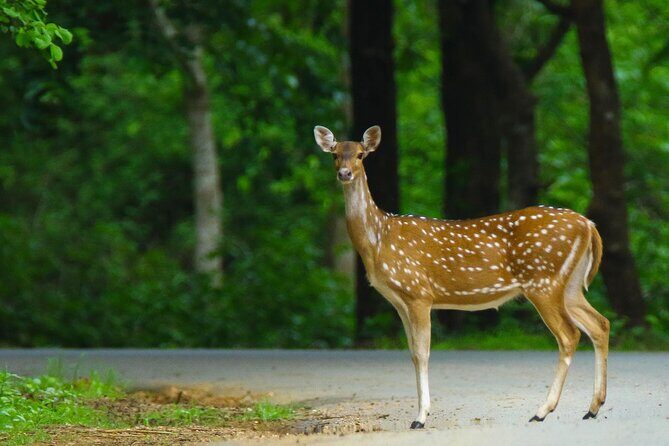 Goa to Anshi National Park, Extension to Wildlife Safari Tour - FAQ