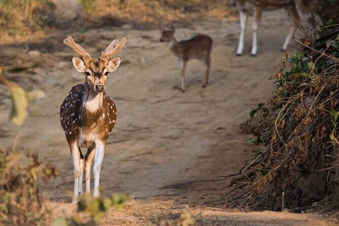 Goa to Jim Corbett: 3-Day Double Safari Wildlife Tour - What the Tour Includes and Excludes