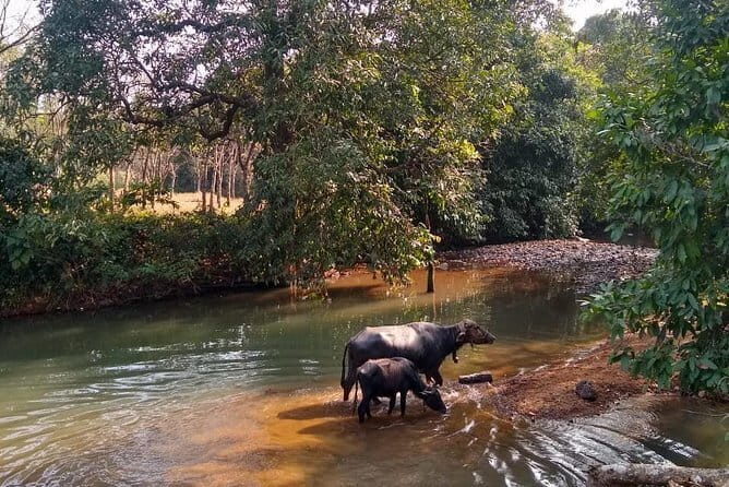 Goan Village Life Tour - What Travelers Say