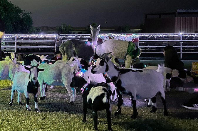 Goat and Alpaca Sound Bath - Gilbert Arizona - Final Thoughts