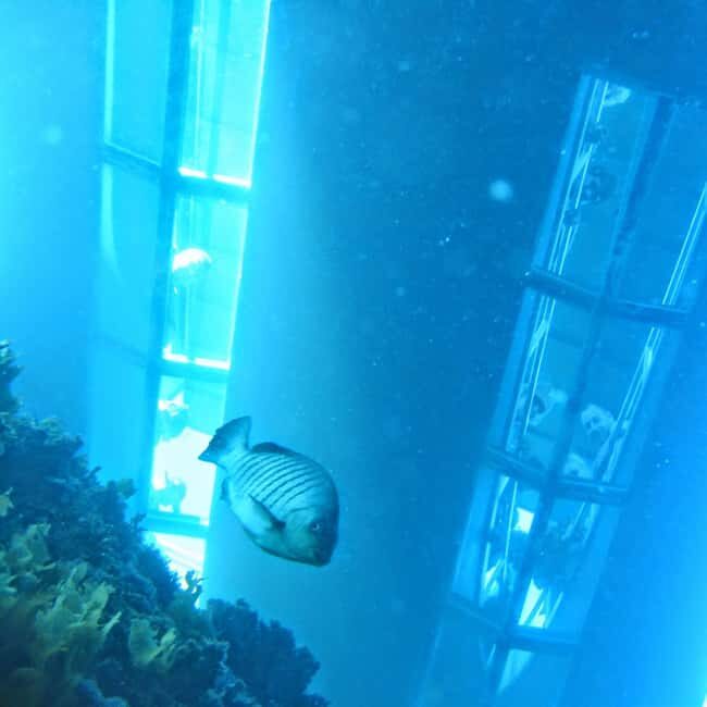 Goat Island: Glass Bottom Boat Tour - Who Should Consider This Tour?