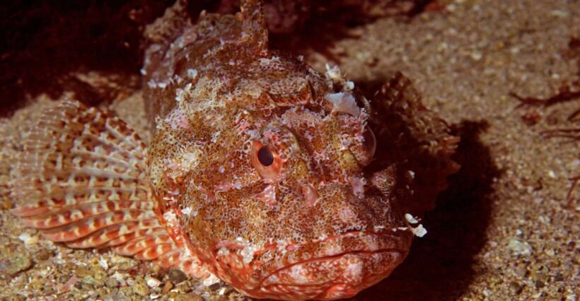 Goat Island Marine Reserve: Full-Day Dive Charter - What to Expect from the Tour