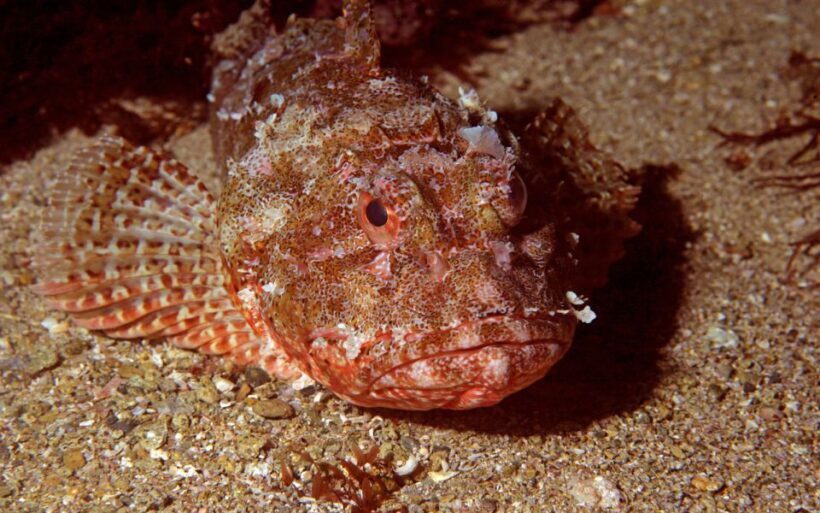 Goat Island Marine Reserve: Full-Day Dive Charter - The Scenic and Marine Environment