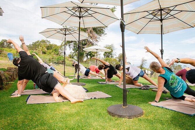 Goat Yoga with Miniature Goats In Maui - FAQs