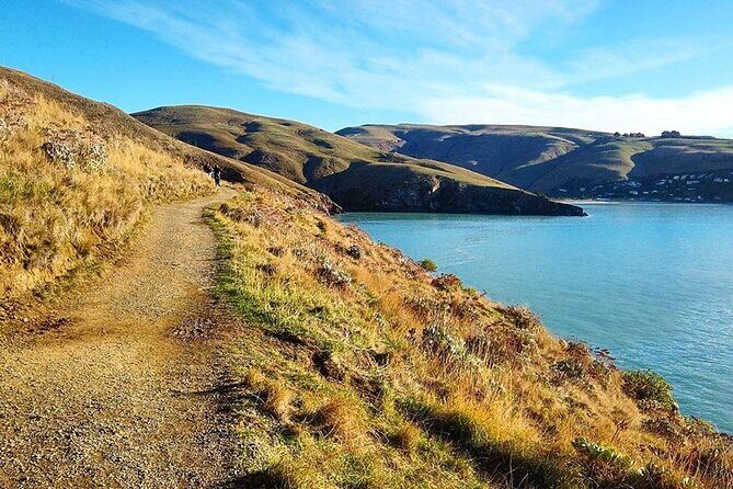Godley Head Scenic Drive & Guided Walk (Shore Excursion) - Why This Tour Might Be Perfect for You