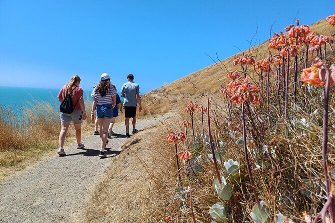 Godley Head Scenic Drive & Walking Tour (Private Shore Excursion) - Testimonials & What Travelers Say