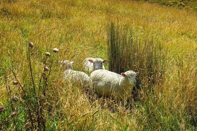 Godley Head Scenic Drive & Walking Tour (Private Shore Excursion) - FAQ