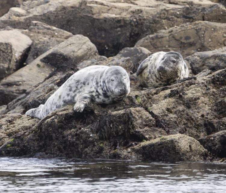 Godrevy to Hell's Mouth Boat Trip - Who Should Book This?