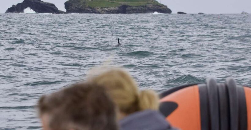 Godrevy to Hell's Mouth Boat Trip - FAQs