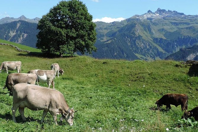 Golan Heights Biblical Day Trip from Tel Aviv - What Reviewers Say