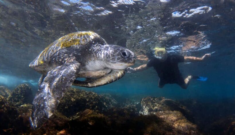 Gold Coast: Cook Island Marine Reserve Scuba Experience Dive - Final Thoughts