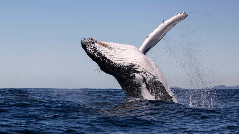 Gold Coast/Coolangatta: Whale Watching with Maine Biologist - FAQ