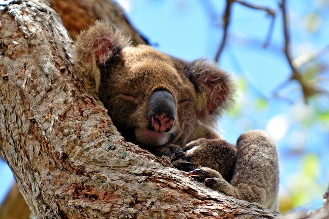 Gold Coast Day Tour From Brisbane - Authenticity and Local Culture