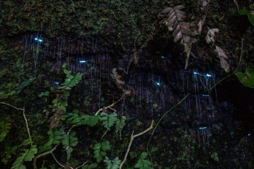 Gold Coast: Evening Rainforest and Glow Worm Experience - Key Points