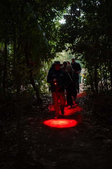 Gold Coast: Evening Rainforest and Glow Worm Experience - Overview of the Experience