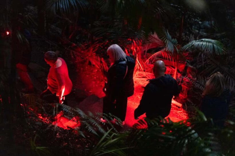 Gold Coast: Evening Rainforest and Glow Worm Experience - Final Word