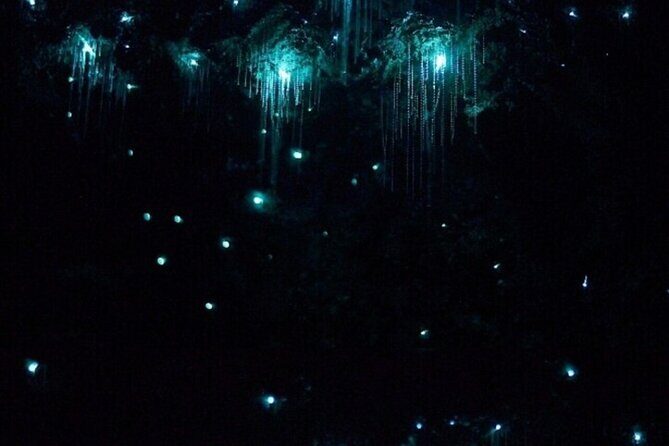 Gold Coast: Glow Worms, Sunset & Stargazing with BBQ dinner - Final Thoughts