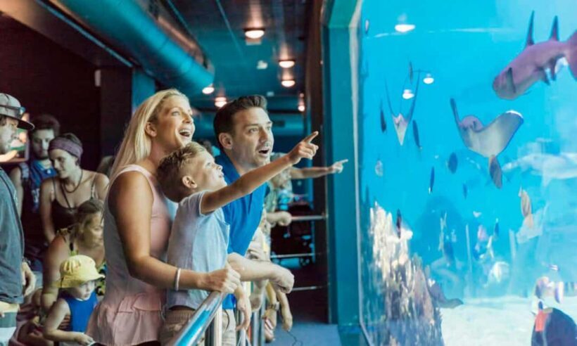 Gold Coast: Hopo Ferry & Sea World Entry Combo Ticket - Key Points