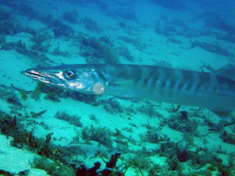 Gold Coast: Introductory SCUBA Diving Experience - The Gold Coast’s Underwater Charm