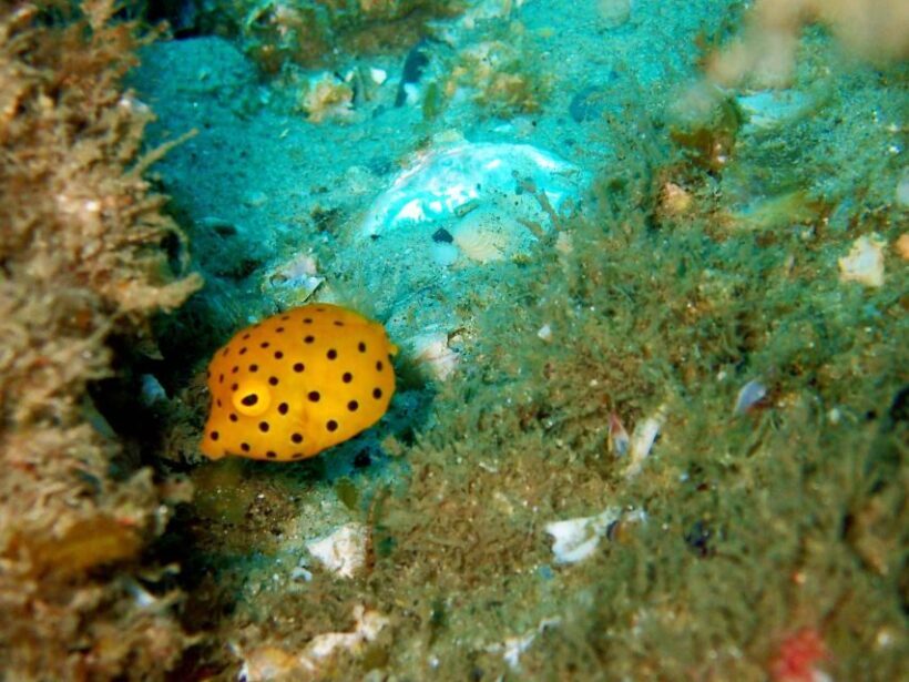 Gold Coast: Introductory SCUBA Diving Experience - The Sum Up
