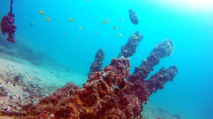Gold Coast: Introductory SCUBA Diving Experience - FAQs
