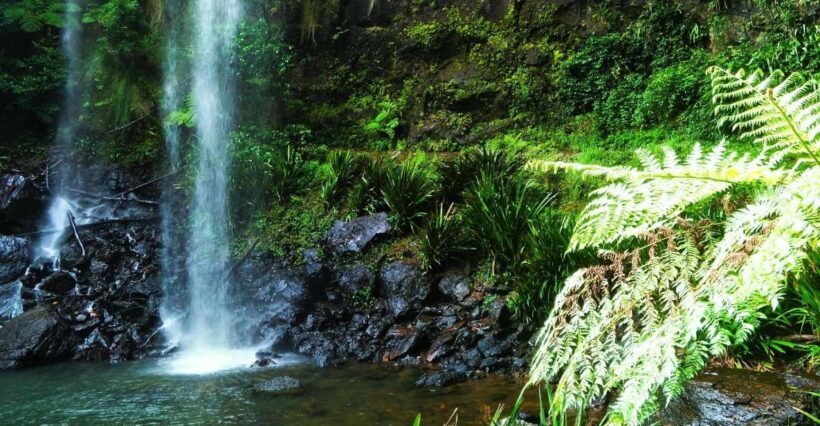 Gold Coast: Kangaroos, Rainforest & Waterfalls Experience - What To Expect on This Tour