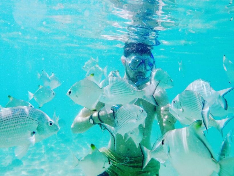 Gold Coast: Kayaking and Snorkeling Guided Tour - Key Points