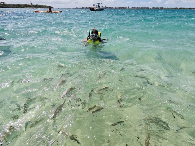 Gold Coast: Kayaking and Snorkeling Guided Tour - The Sum Up