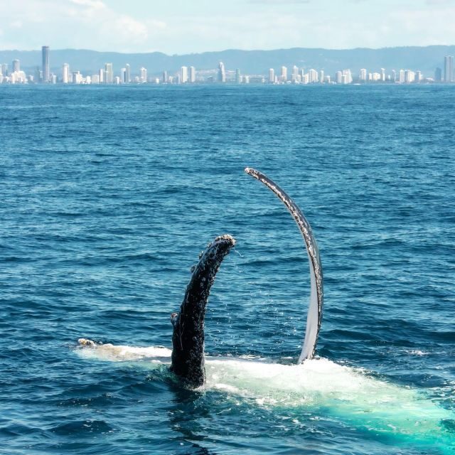 Gold Coast: Luxury Whale Watching Tour on a Superyacht - Key Points