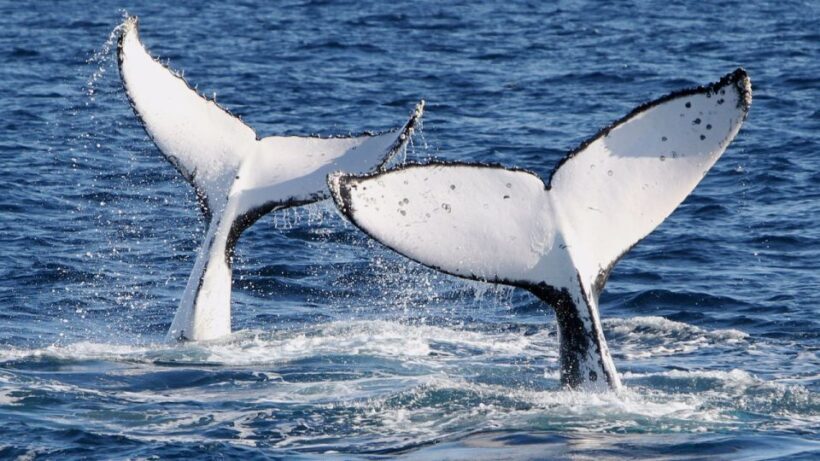 Gold Coast: Luxury Whale Watching Tour on a Superyacht - An In-Depth Look at the Gold Coast Whale Watching Experience