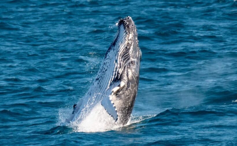 Gold Coast: Luxury Whale Watching Tour on a Superyacht - The Sum Up