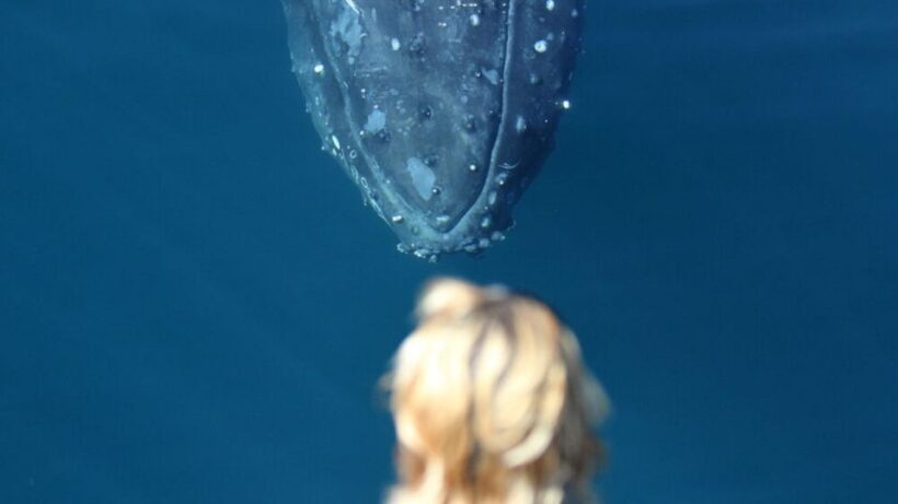 Gold Coast: Luxury Whale Watching Tour on a Superyacht - FAQ