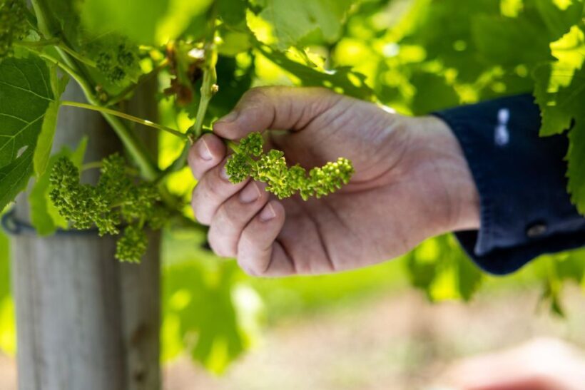 Gold Coast: Luxury Wine Tour with Gourmet Lunch & Distillery - FAQs