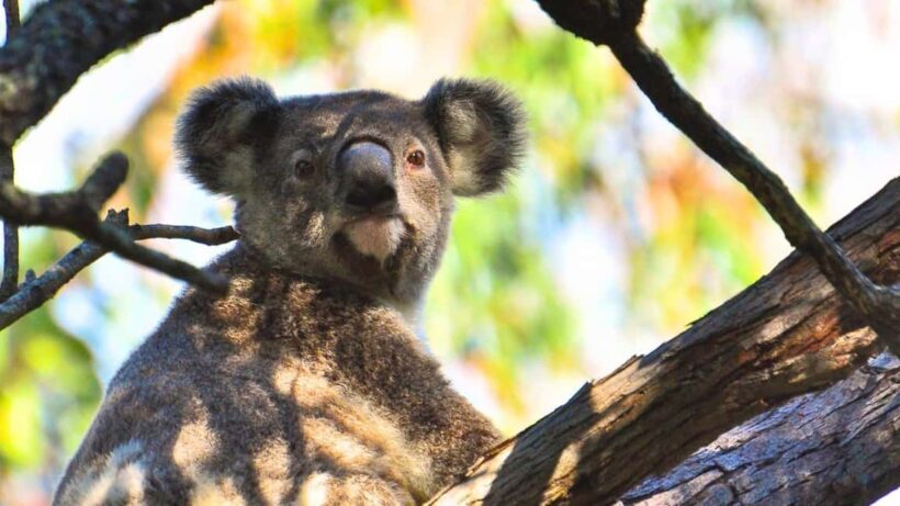 Gold Coast: Mount Tamborine Kangaroo and Koala Day Tour - Key Points