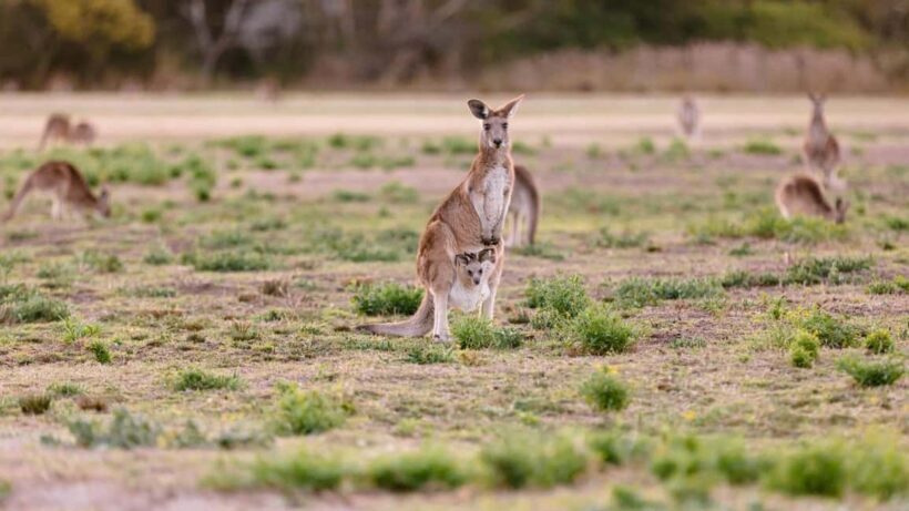 Gold Coast: Mount Tamborine Kangaroo and Koala Day Tour - Exploring the Tour Itself: What You Can Expect