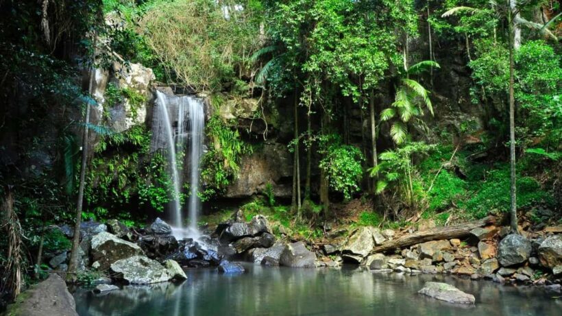Gold Coast: Mount Tamborine Kangaroo and Koala Day Tour - What Travelers Say