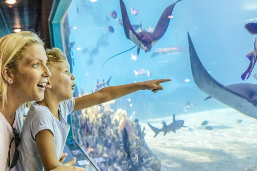 Gold Coast: Movie World, Sea World & Wet'n'Wild 7-Day Pass - A Practical Look at the 7-Day Pass