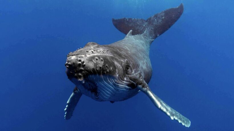 Gold Coast: Premium Whale Watching Cruise - An Honest Look at the Gold Coast Whale Watching Experience